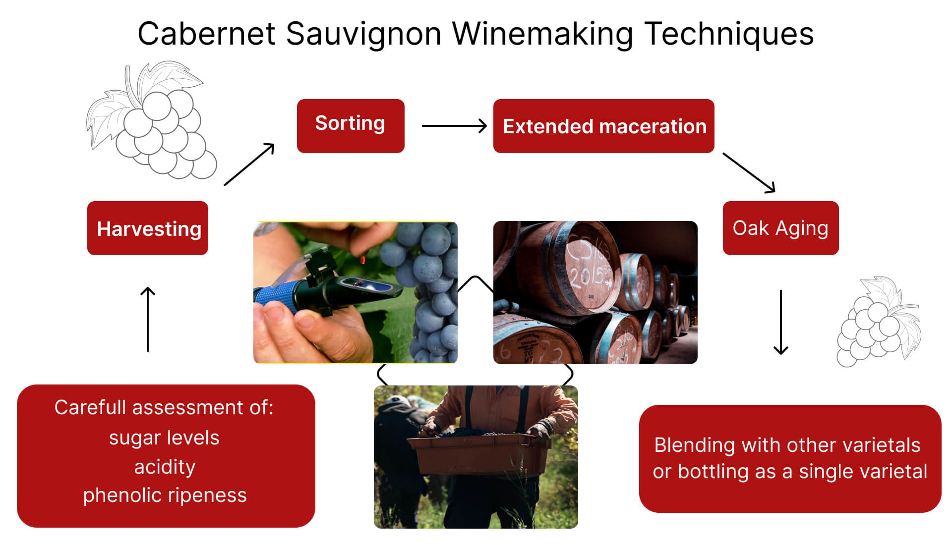 Cabernet Sauvignon Guide Around the World in 2024