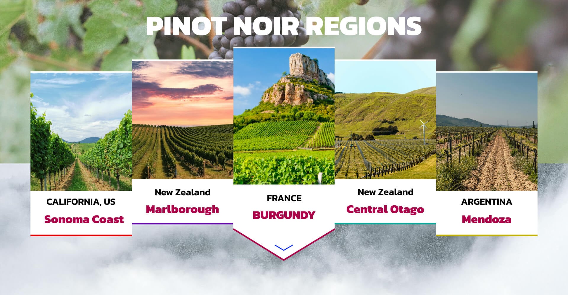 The Pinot Noir Grape: A Comprehensive Guide